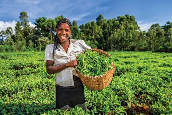 Tea-producing Countries Across The Globe – Boh Tea USA